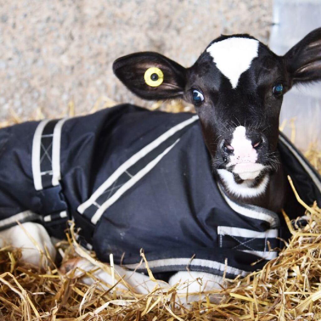 Husbandry calf & cow - Intershape