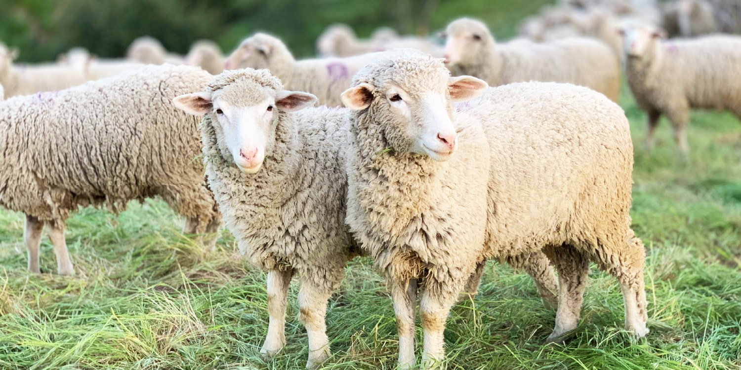 Battling Foot Rot in Sheep with Innovative Solutions - Intershape