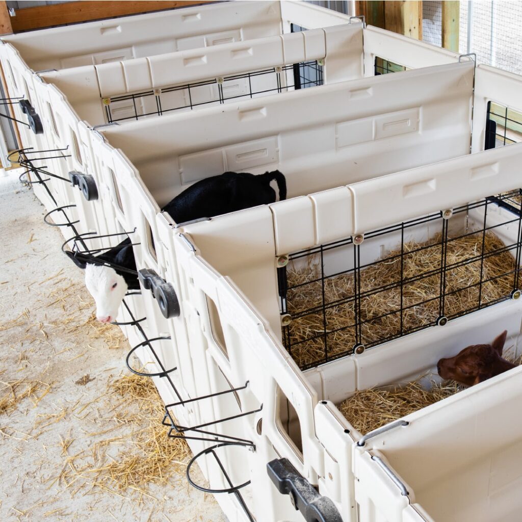 Calf housing - Intershape Ltd