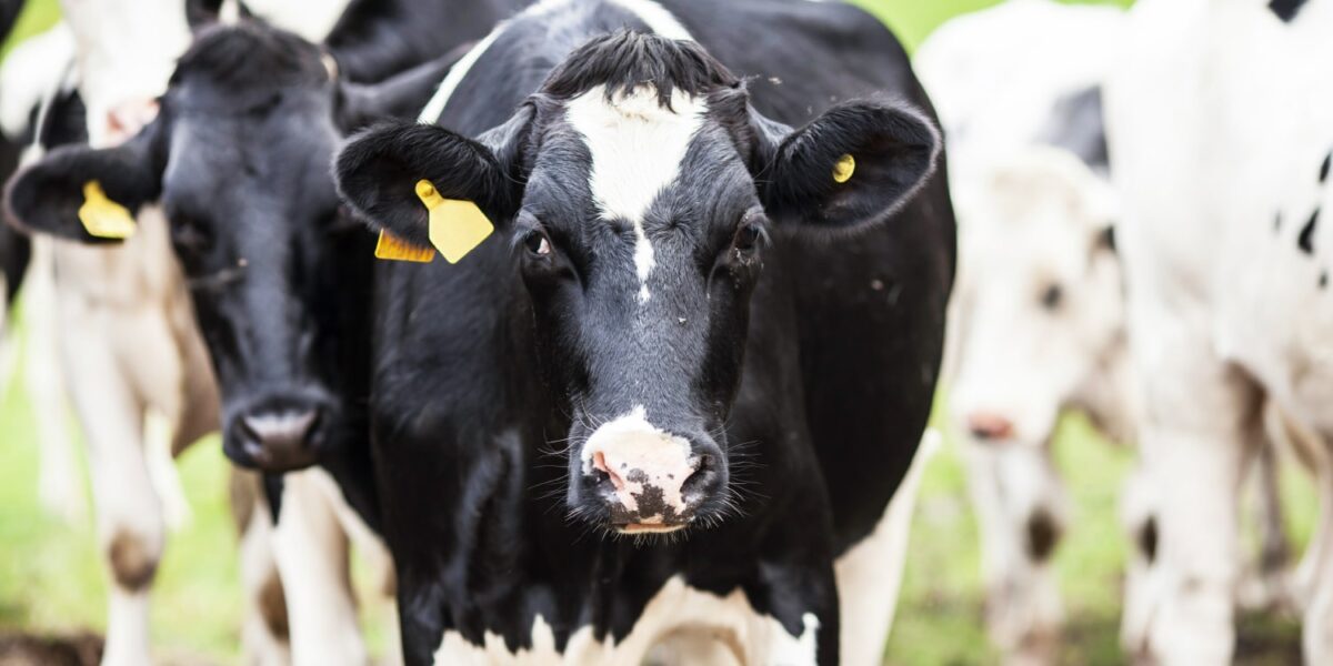 Reduce Subclinical Causes of Lameness Through Improved Cow Comfort ...