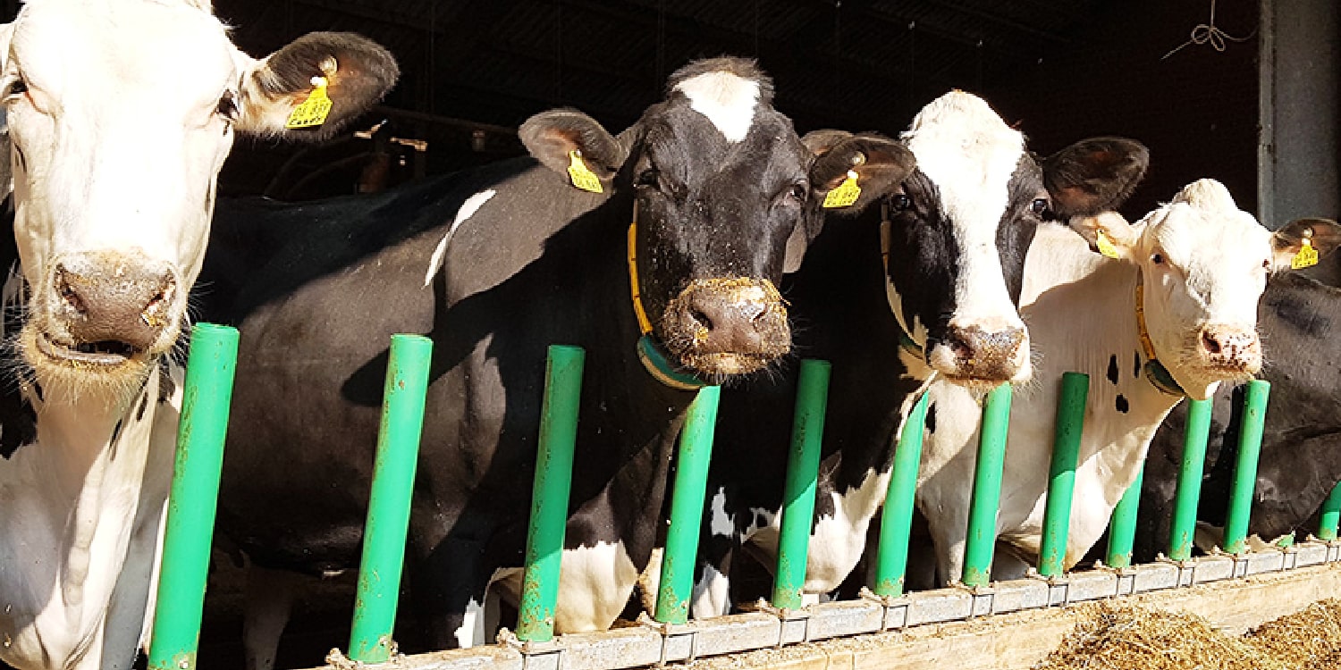 Happy Cows, Healthy Herds: The Benefits of Flex Stalls and Flex Feed ...