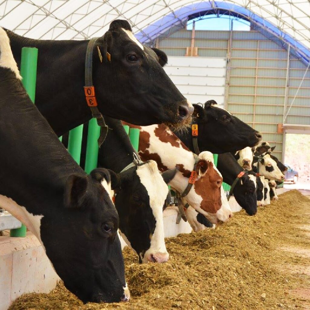 Livestock - Intershape Ltd