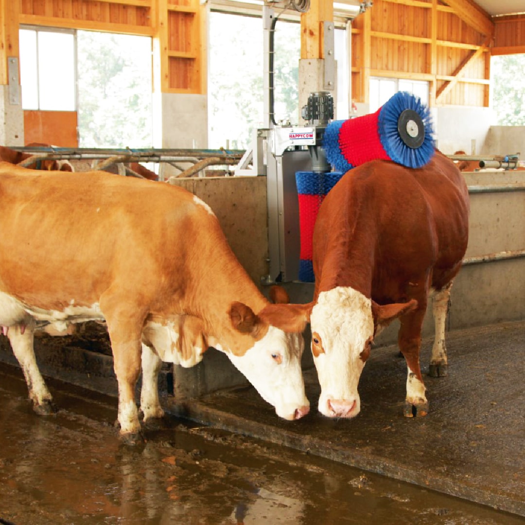 Livestock - Intershape Ltd