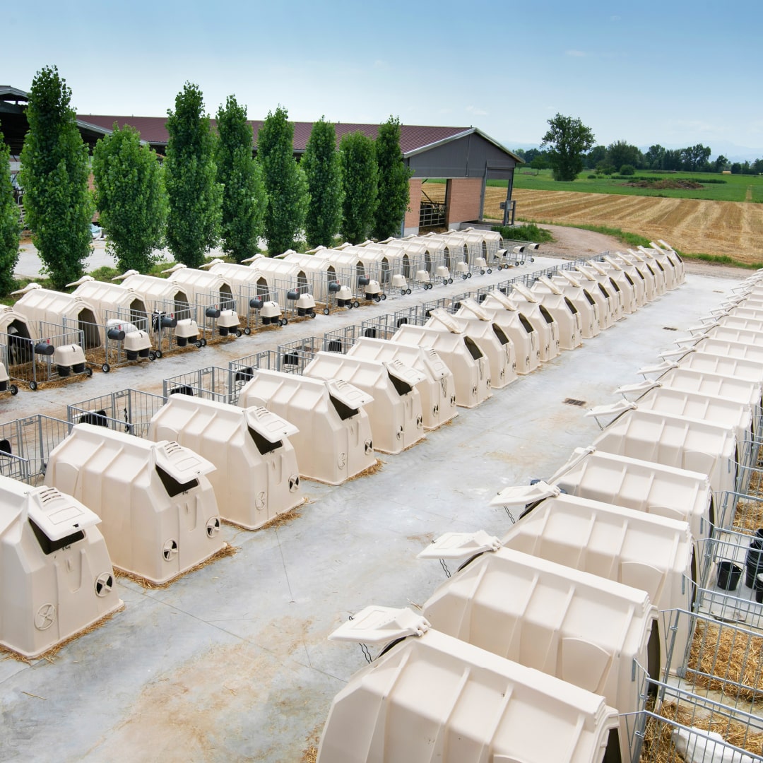 Livestock - Intershape Ltd