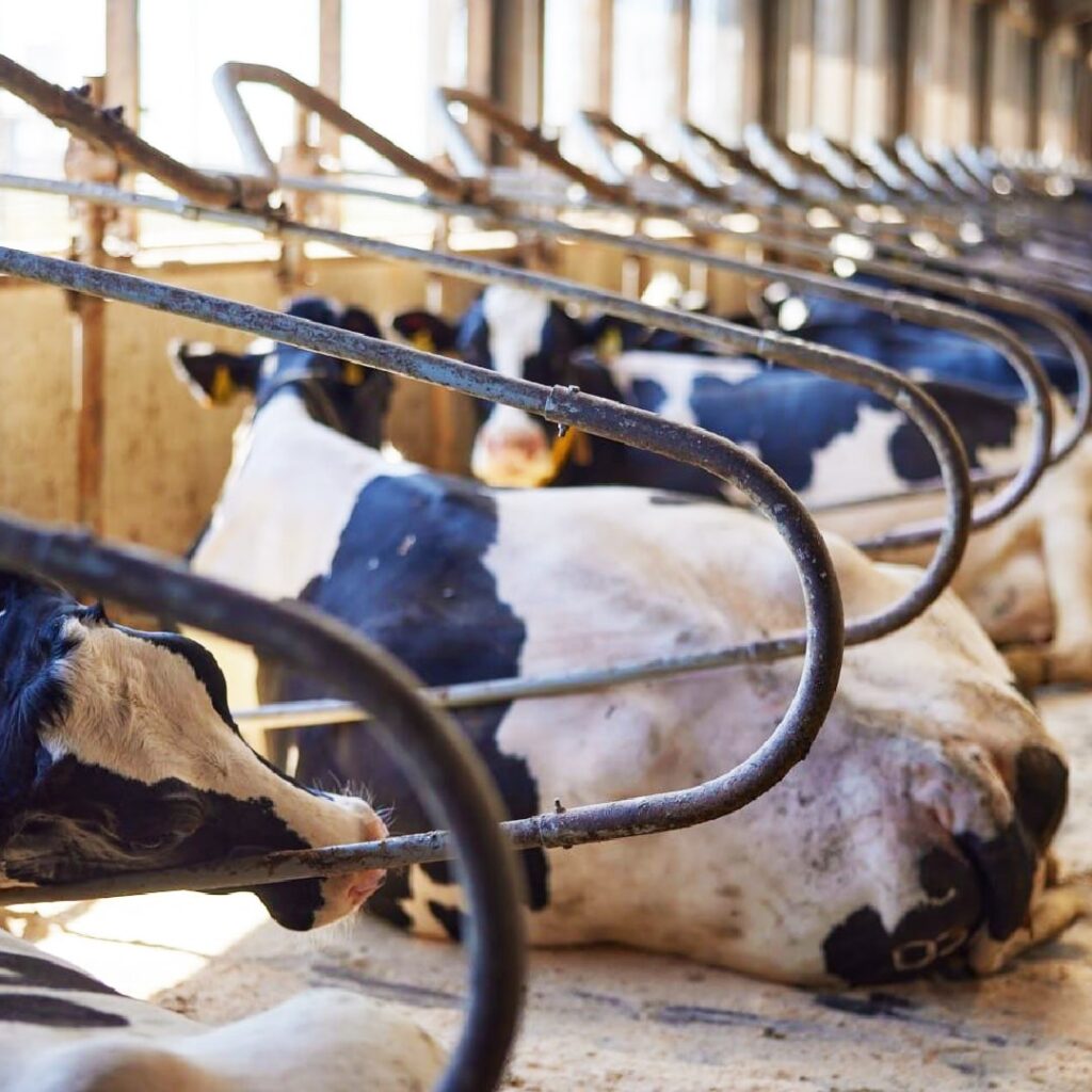 Cubicles & Feedfence - Intershape Ltd