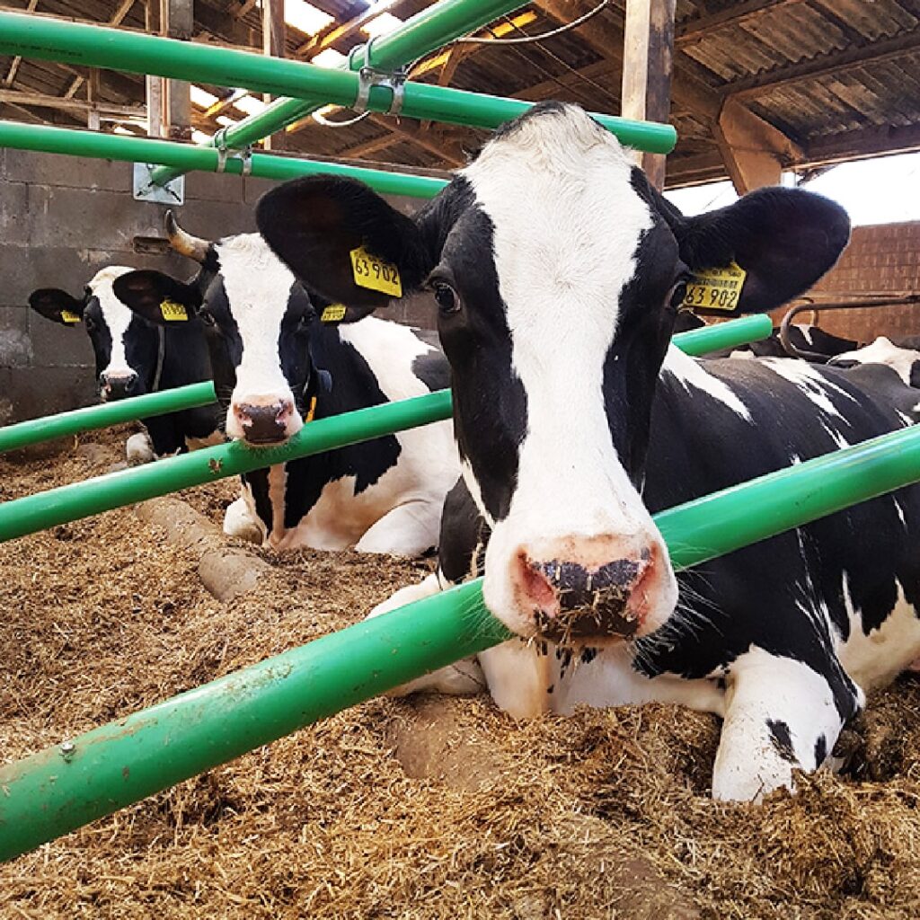 Flex stall cubicles - Intershape Ltd