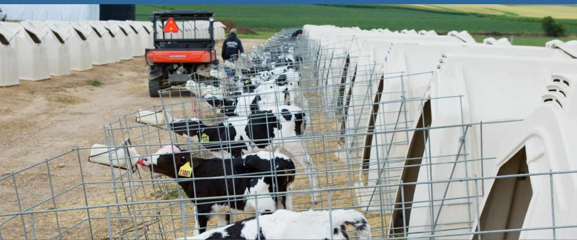 Why Outdoor Calf Rearing in Calf-Tel Hutches is a Smart Choice for ...
